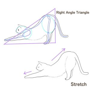 How To Draw a Cat (2) Body and Pose | MediBang Paint