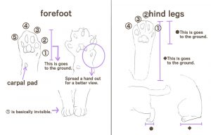 How To Draw a Cat (2) Body and Pose | MediBang Paint