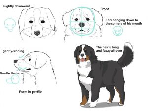 How to Draw Different Types of Dogs | MediBang Paint