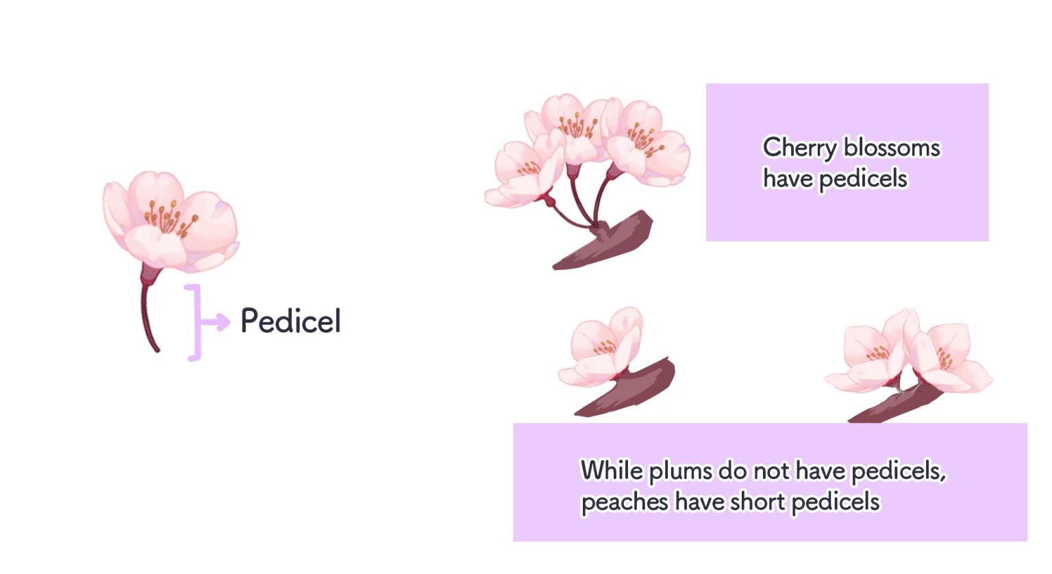 Let’s use the Cherry Blossom brushes【How to use the brush／Standard ways of drawing cherry ...
