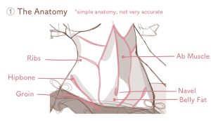 [Belly Shading] Learn how to paint belly to make it real | MediBang ...