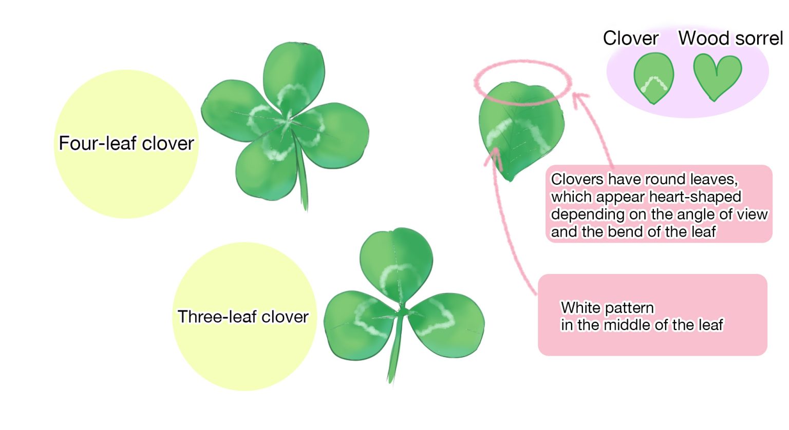 How to draw clovers【and its flower crown, with explanation of flower ...