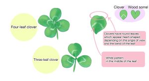 How to draw clovers【and its flower crown, with explanation of flower ...